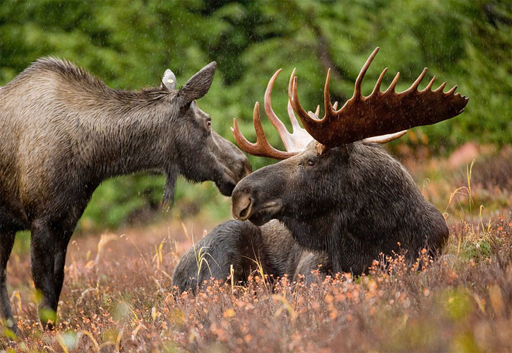 Wildlife in Canada | wildlife tourism, national parks and wildlife ...